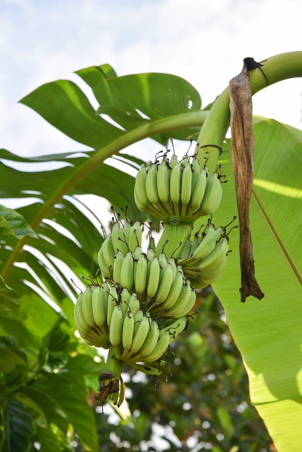 Albero di banana fotografia stock. Immagine di crescere - 100704308