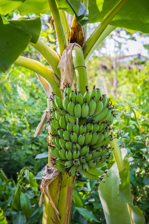 Albero di banana fotografia stock. Immagine di alimento - 41114058