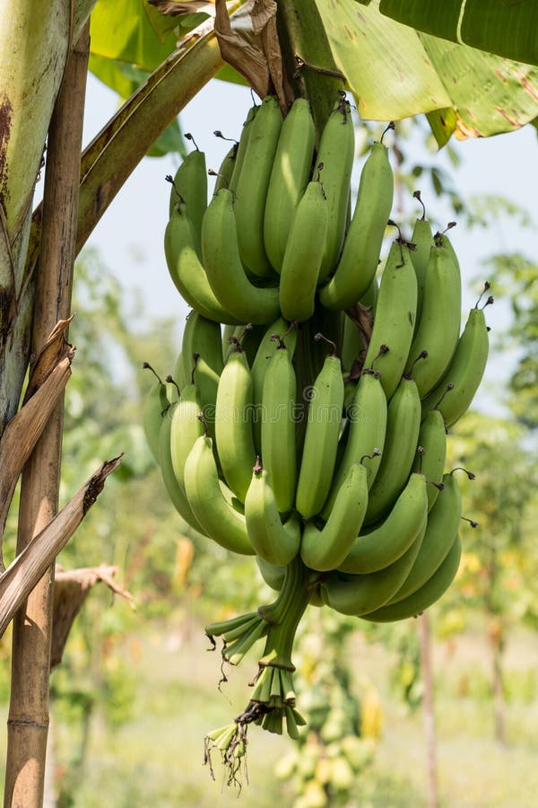 Piantagione Albero Banana fotografia stock. Immagine di organico ...