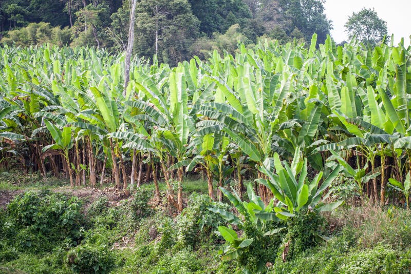 Fiore Dell'albero Di Banane Immagine Stock - Immagine di giungla, mazzo ...