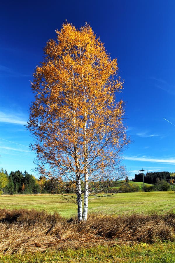 Albero Di Betulla Di Autunno Immagine Stock - Immagine di autunno ...