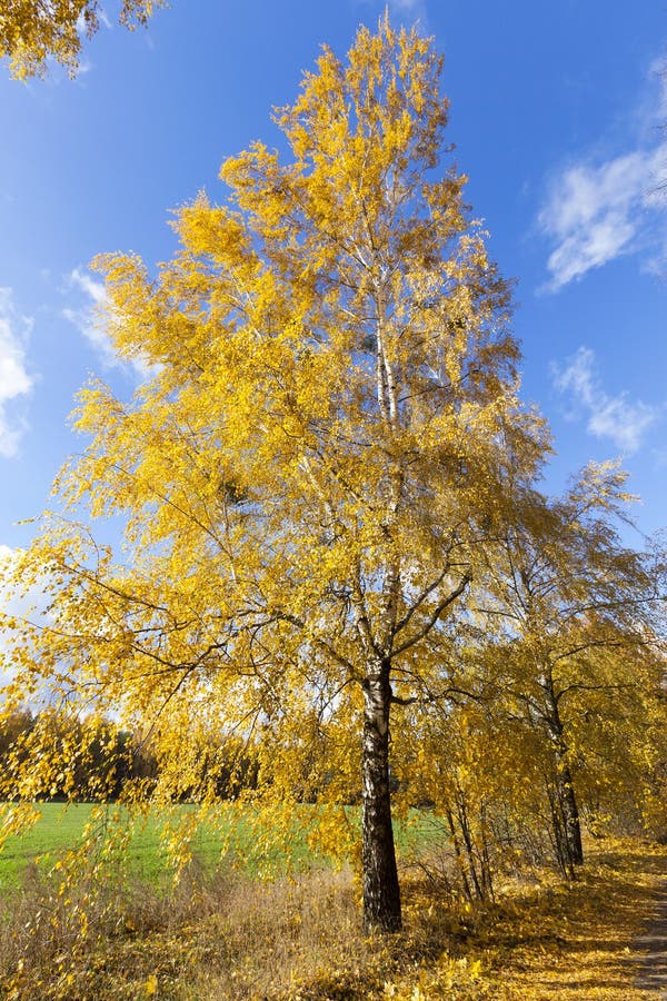 Albero Di Betulla in Autunno Fotografia Stock - Immagine di caduta ...