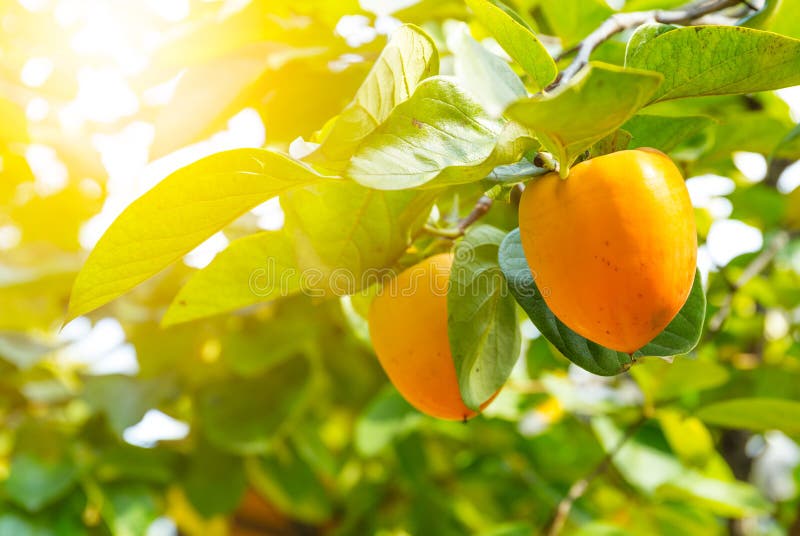 Cachi con frutti immagine stock. Immagine di autunno - 36055261