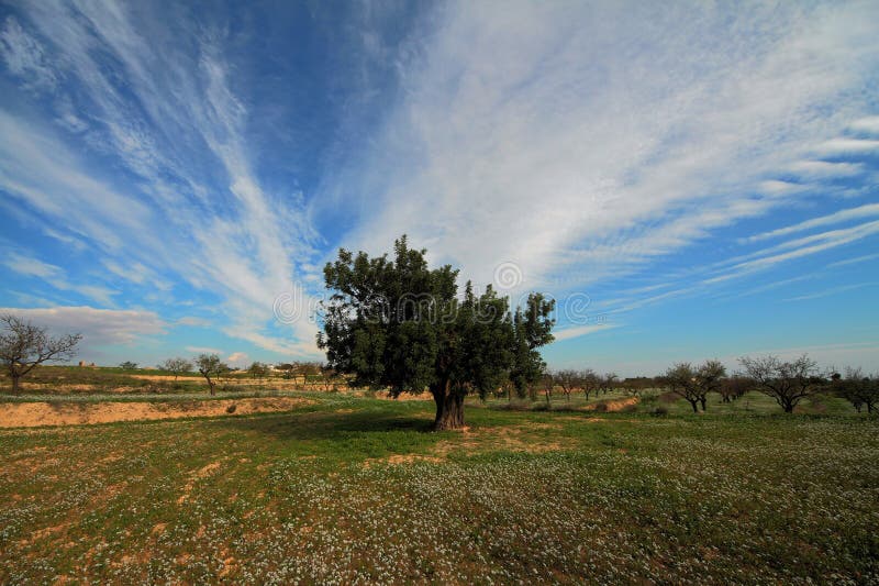 Albero di carrube fotografia stock. Immagine di flora - 28274090