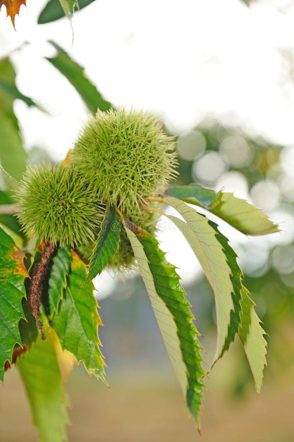 Castagno immagine stock. Immagine di esterno, buccia - 16116927