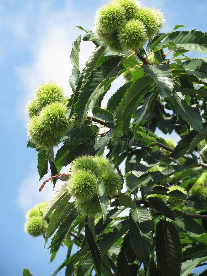 Albero di castagna fotografia stock. Immagine di castagna - 16395096