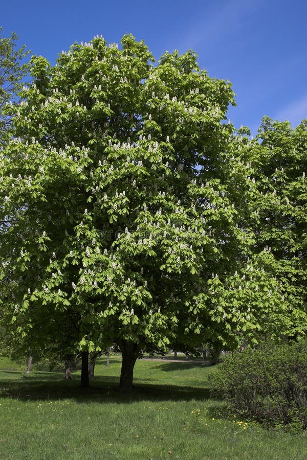 Albero di castagna fotografia stock. Immagine di albero - 788748