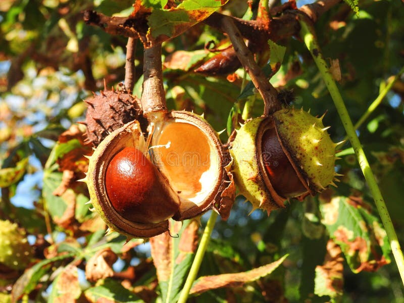 Albero Di Autunno Delle Castagne Immagine Stock - Immagine di colorato ...
