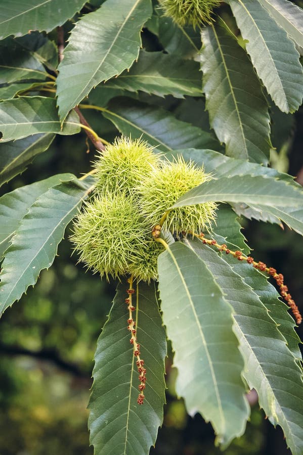 Latifoglia Viva Lunga Sostanziale Del Castanea O Della Castagna Con ...