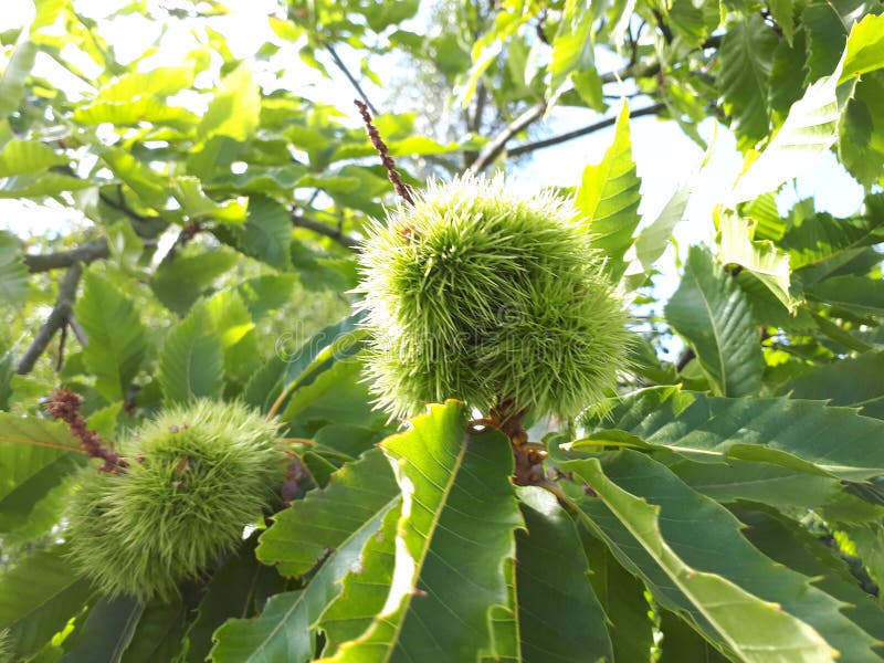 Albero Di Castagna & X28; Up& Vicino X29; Fotografia Stock - Immagine ...