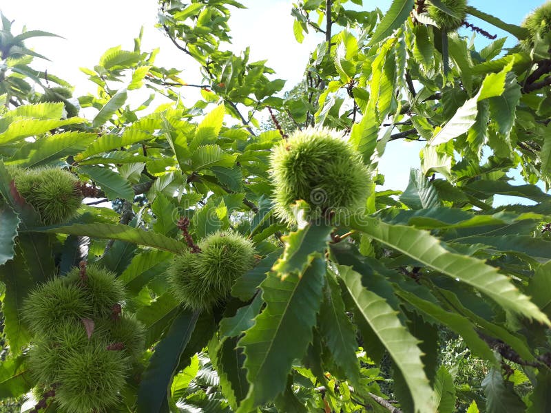 Albero Di Castagna & X28; Up& Vicino X29; Nr 2 Immagine Stock ...