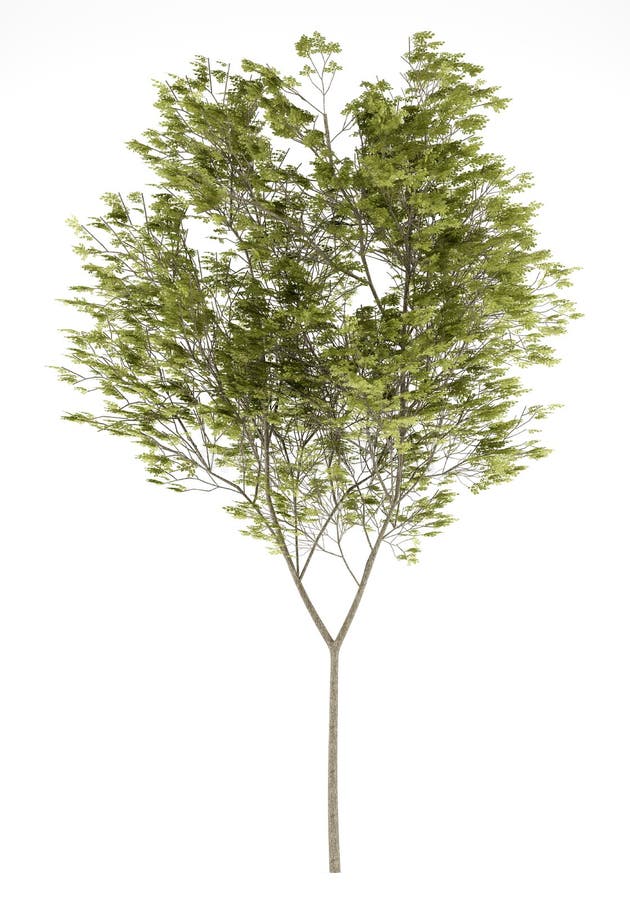 Faggio Comune Isolato Su Sfondo Bianco Immagine Stock - Immagine di ...