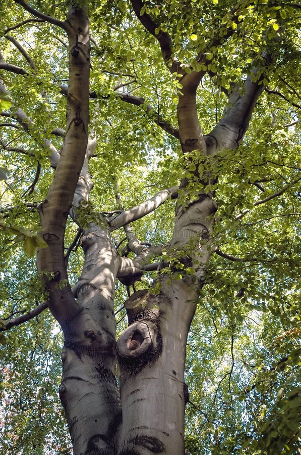 Faggio europeo fotografia stock. Immagine di comune - 191555044