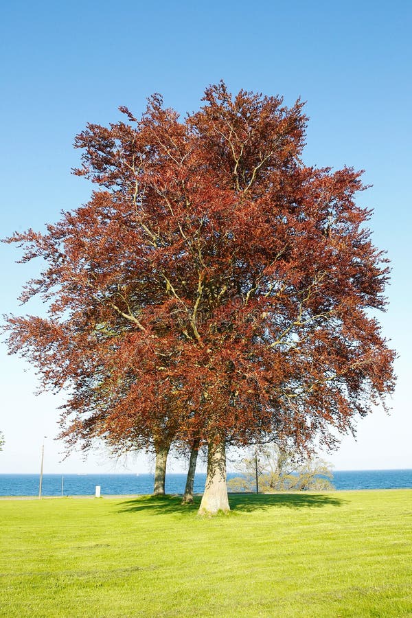 Albero di faggio rosso immagine stock. Immagine di albero - 36658615