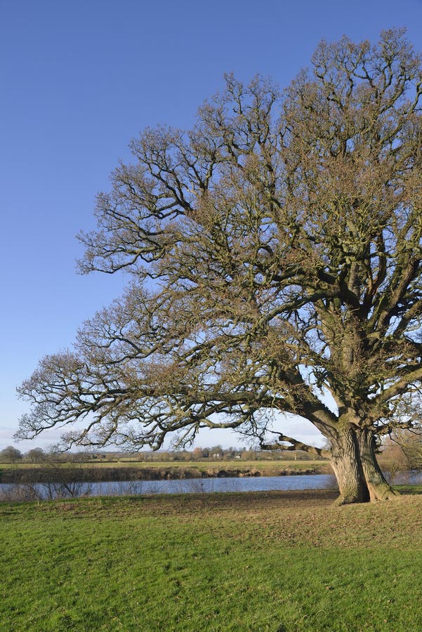 Vecchio albero di farnia fotografia stock. Immagine di tronco - 65465492
