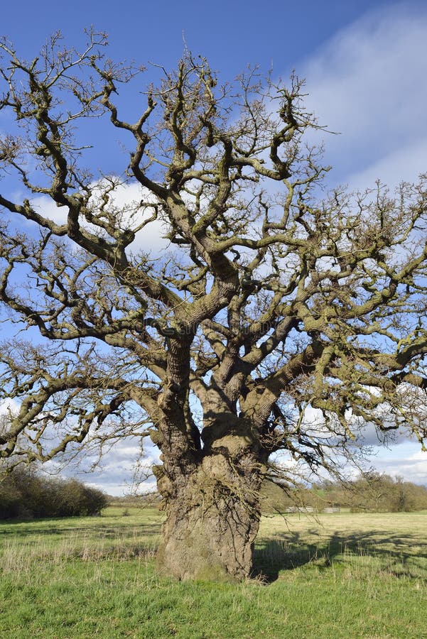 Vecchio albero di farnia fotografia stock. Immagine di tronco - 65465492