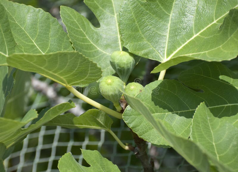Albero di fico immagine stock. Immagine di alimento, sviluppo - 14630295