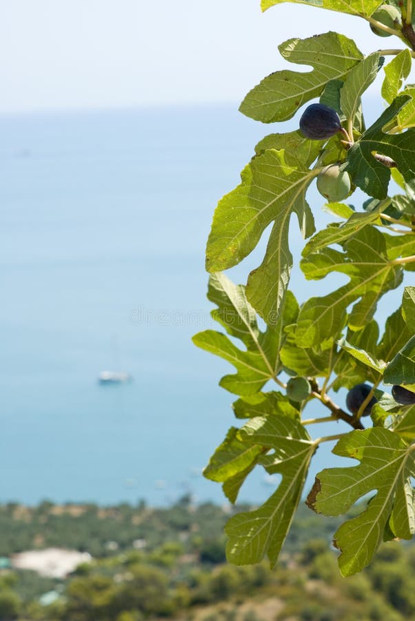 Albero di fico fotografia stock. Immagine di fresco, frutta - 6299652