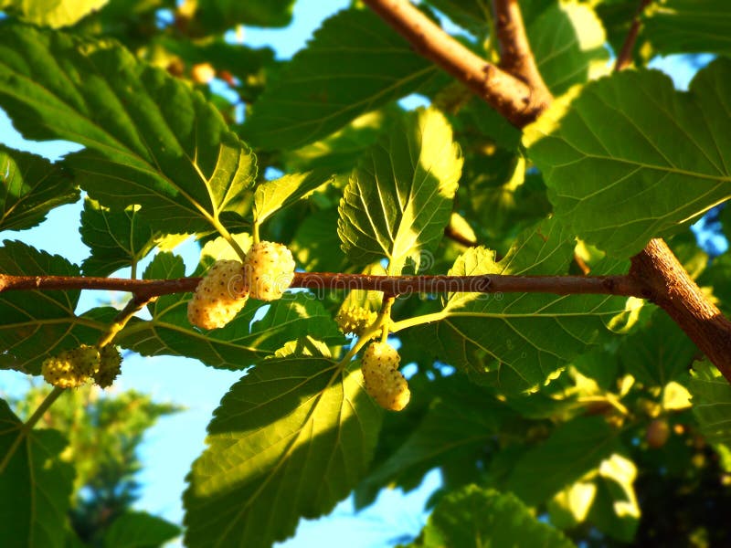 Fiori dell'albero di gelso fotografia stock. Immagine di stamen - 62295120