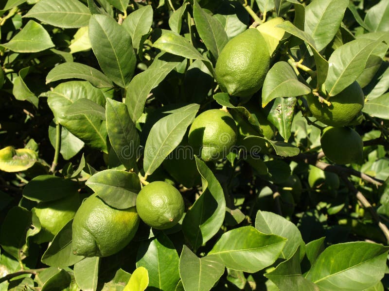 Albero di limone fotografia stock. Immagine di limone - 11668870