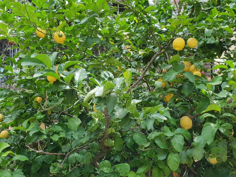 Albero dei limoni immagine stock. Immagine di vitamina - 7817137