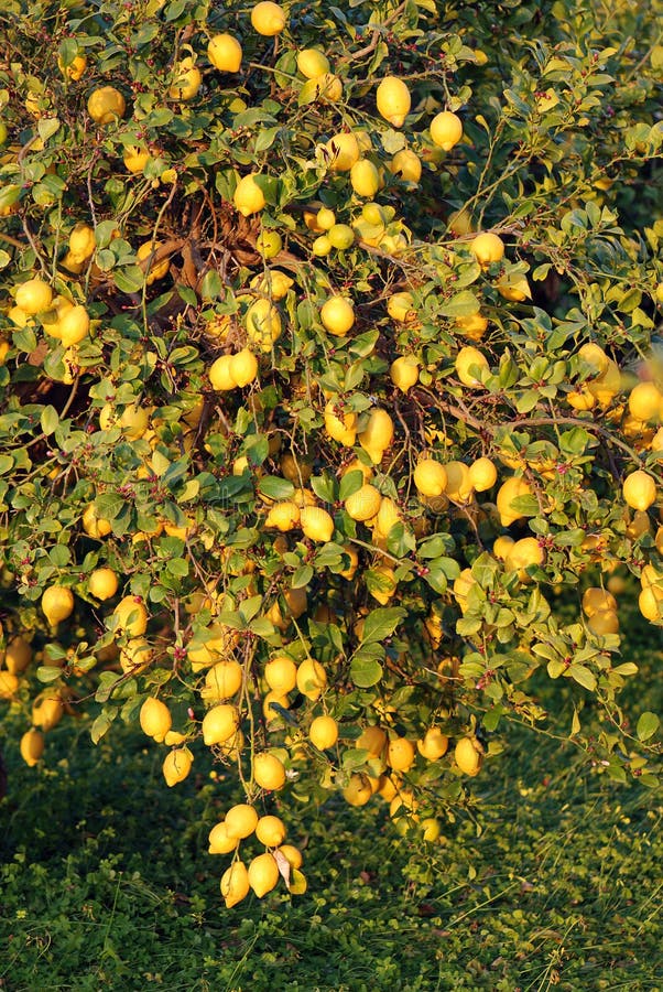 Albero di limone immagine stock. Immagine di appetitoso - 13854213