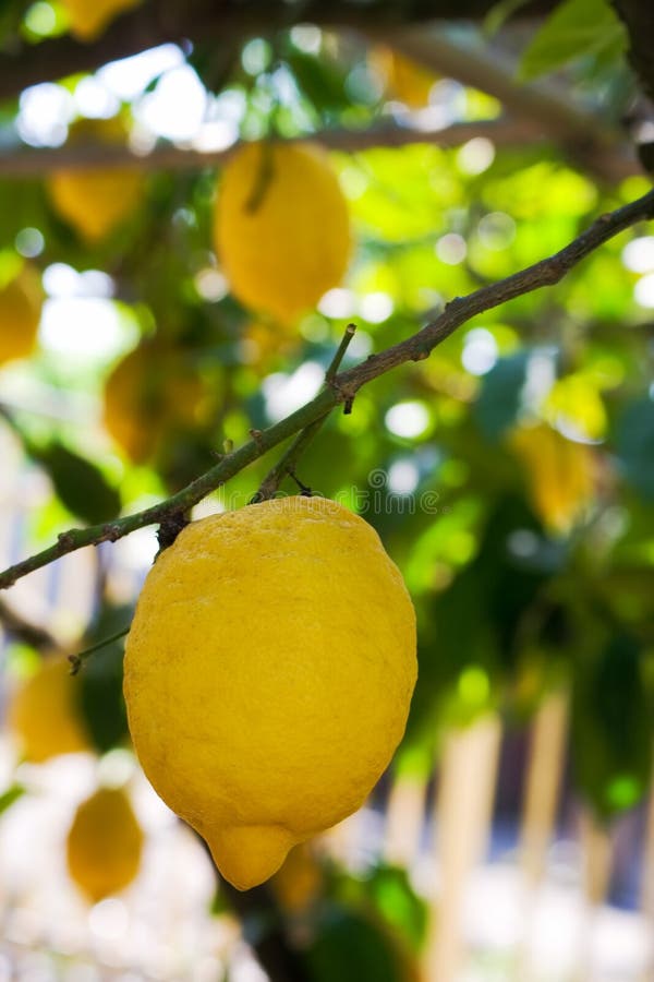 Albero di limone immagine stock. Immagine di agrume, verticale - 2292797