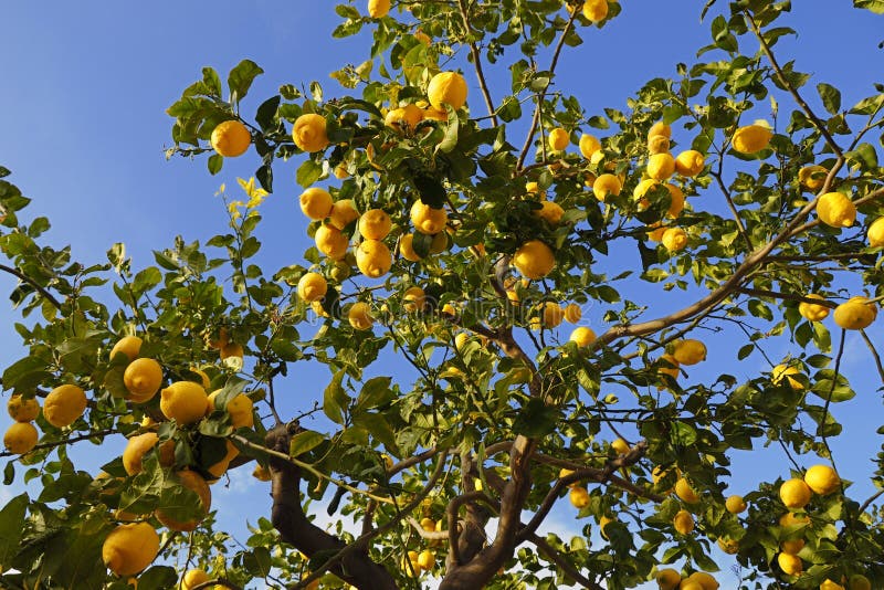 Albero di limone immagine stock. Immagine di albero, fresco - 3780087