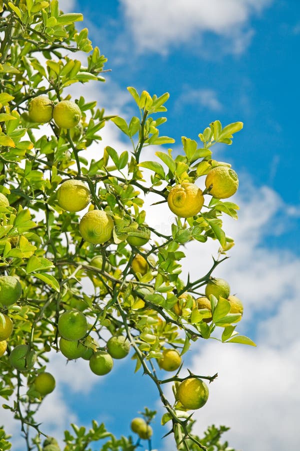 Limoni Maturi Che Appendono Su Un Albero Con I Raggi Del Sole Che ...