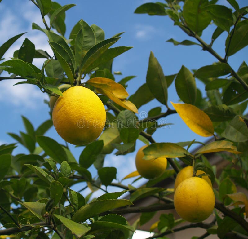 Limone immagine stock. Immagine di limone, colorato, agrume - 9008343