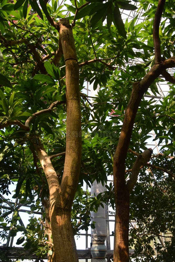 Albero di mango immagine stock. Immagine di pianta, paesaggio - 109582819