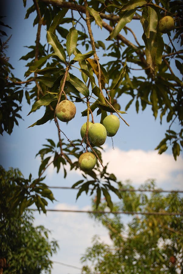 Albero di mango immagine stock. Immagine di ambiente - 35830083