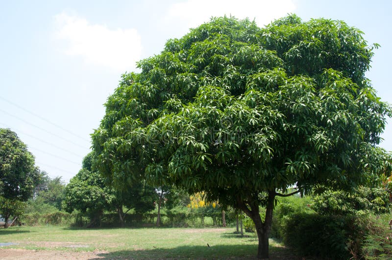 Albero di mango fotografia stock. Immagine di campo, tropicale - 66011624