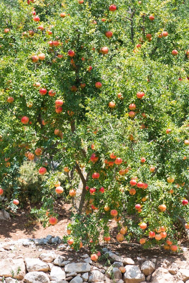 Albero Da Frutto Del Melograno Con I Frutti. Fotografia Stock ...
