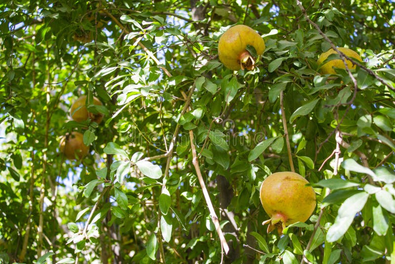 Albero di melograno immagine stock. Immagine di mobilia - 44516287