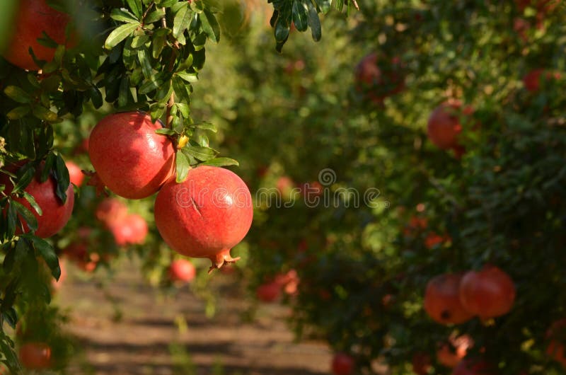 Albero di melograno immagine stock. Immagine di taglio - 45528391
