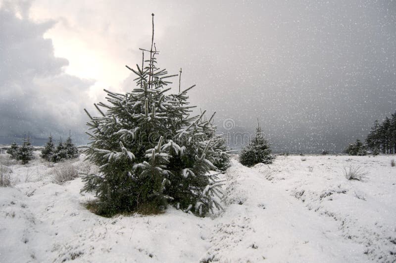 Albero Di Natale Nella Neve Fotografia Stock - Immagine di inverno ...