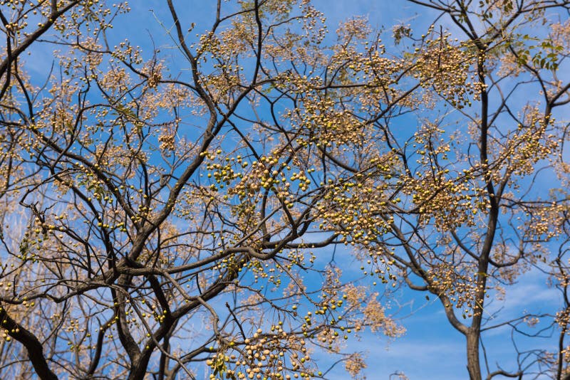 Albero di Neem fotografia stock. Immagine di deciduo - 106390664