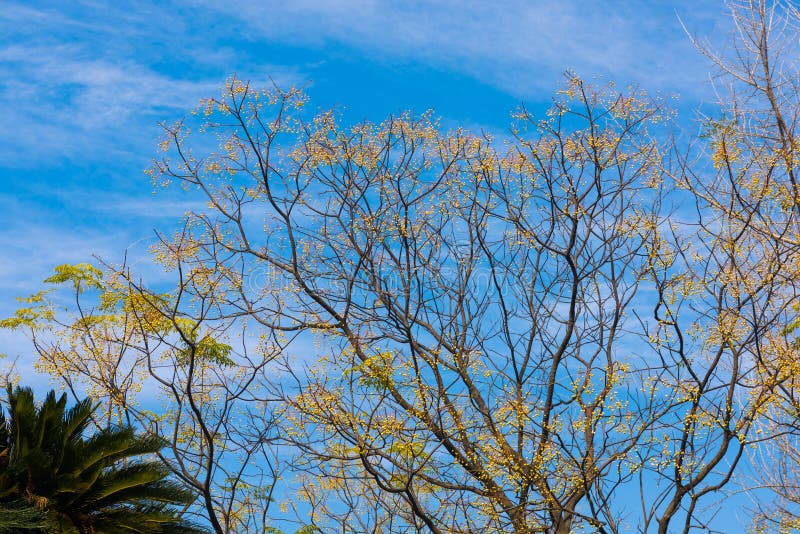 Albero di Neem fotografia stock. Immagine di deciduo - 106390664