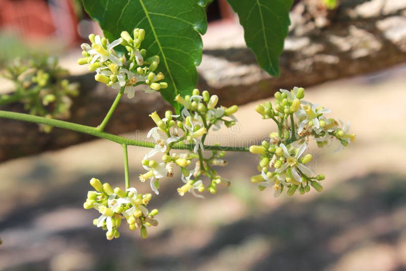 Albero Di Neem, Fiore Del Neem Immagine Stock - Immagine di medicine ...