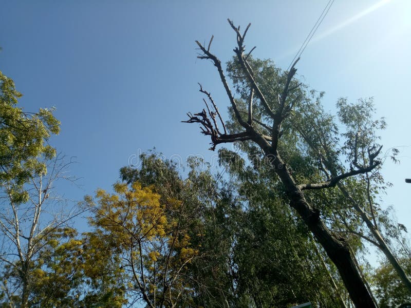 Albero Di Neem Lungo in India Fotografia Stock - Immagine di cielo ...