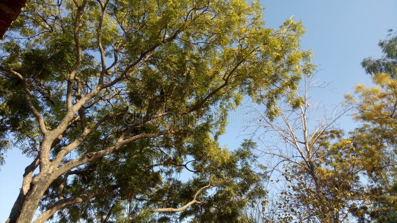 Albero Di Neem Lungo in India Fotografia Stock - Immagine di cielo ...