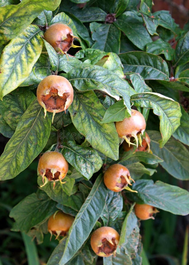 Nespola - Frutta Rara Con Gusto Eccellente Fotografia Stock - Immagine ...