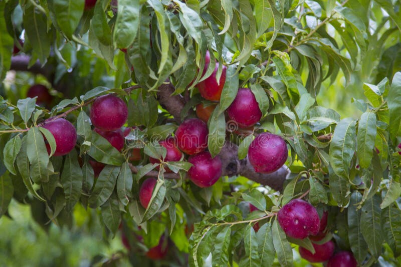 Albero di nettarina fotografia stock. Immagine di alimento - 55754652