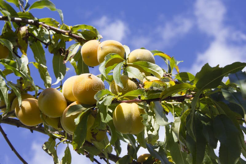 Albero di nettarina immagine stock. Immagine di appendere - 97358889