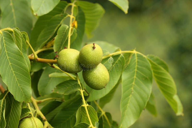 Albero di noce fotografia stock. Immagine di verde, sano - 21013588