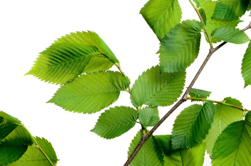 Foglia Verde Dell'albero Di Pioppo Isolata Sulla Parte Posteriore Di ...