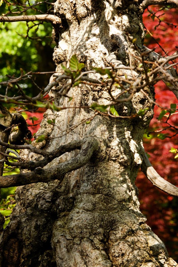 Albero Di Parviflora Di Ulmus Dell'olmo Immagine Stock - Immagine di ... Albero Di Parviflora Di Ulmus Dell'olmo Immagine Stock - Immagine di ...
