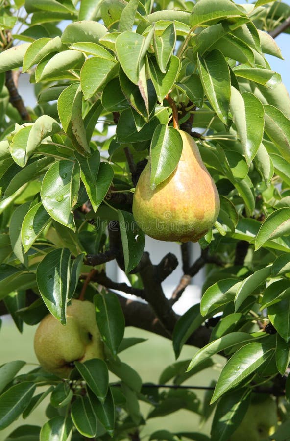 Pera gialla matura fotografia stock. Immagine di cielo - 11429634