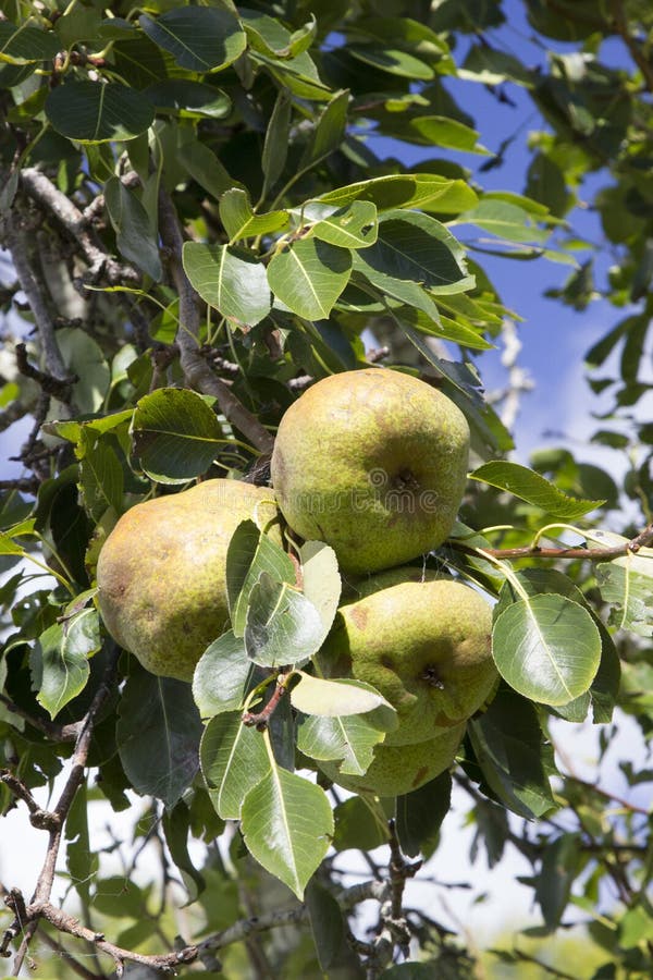 Albero di pera immagine stock. Immagine di sviluppo, agricoltura - 97358485